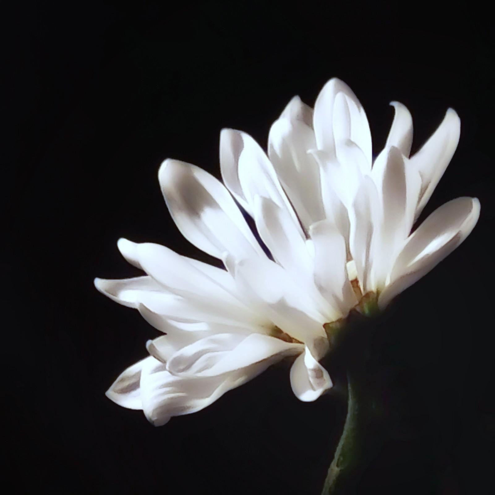 Photography – Wild Orchard Art
